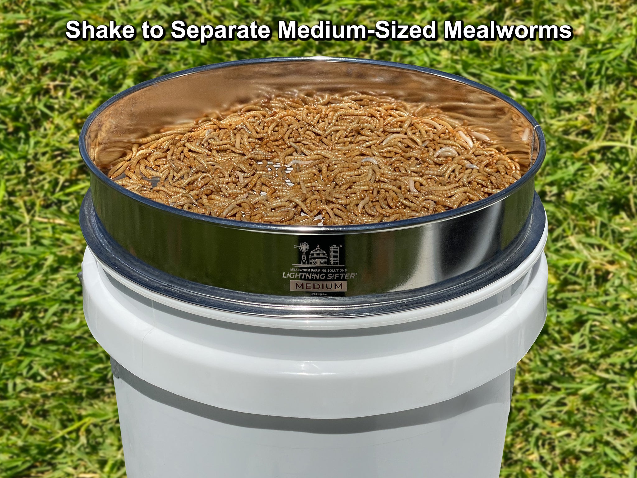 mealworm egg sifter